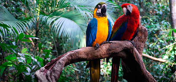 Viaje pelos encantos da Floresta Amazônica
