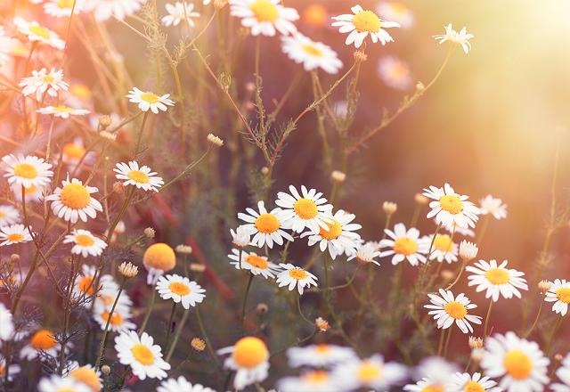 Primavera 2017 em SP | Climatempo