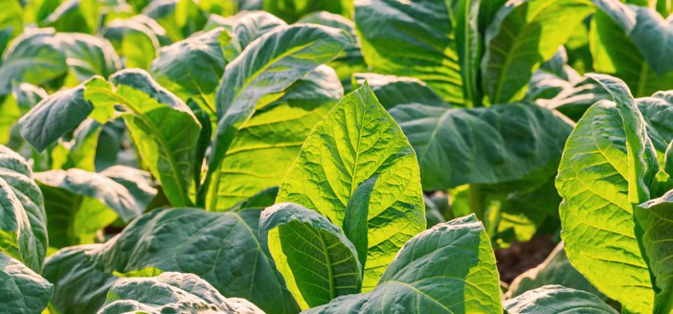 Brasil é o segundo maior produtor de tabaco do mundo | Climatempo