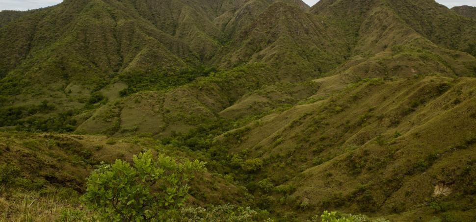 Pesquisa mapeia biodiversidade da fauna e flora do Cerrado | Climatempo