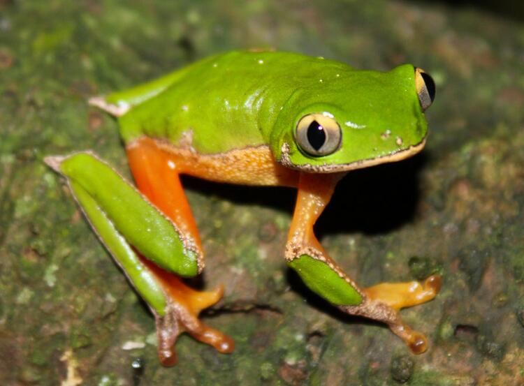 Espécie perereca considerada extinta reapareceu no sul de SP | Climatempo