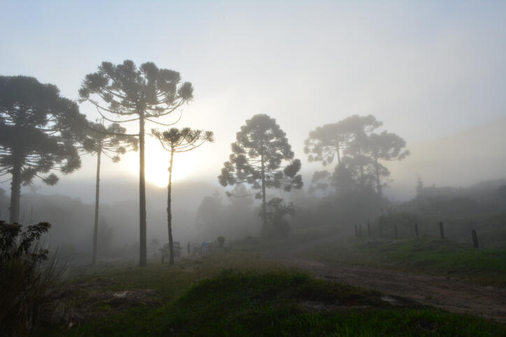 Previsão de nevoeiro para o Sul e Sudeste no fim de semana | Climatempo